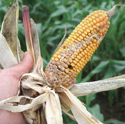 LABOCEA Recherche de mycotoxines - LABOCEA