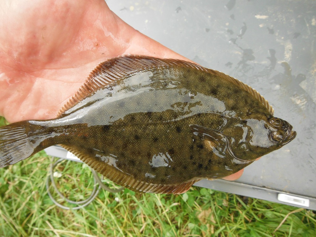 Accréditation pour la pêche électrique - Labocéa